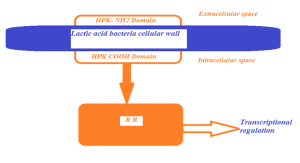 Issue 4 – Biointerface Research in Applied Chemistry